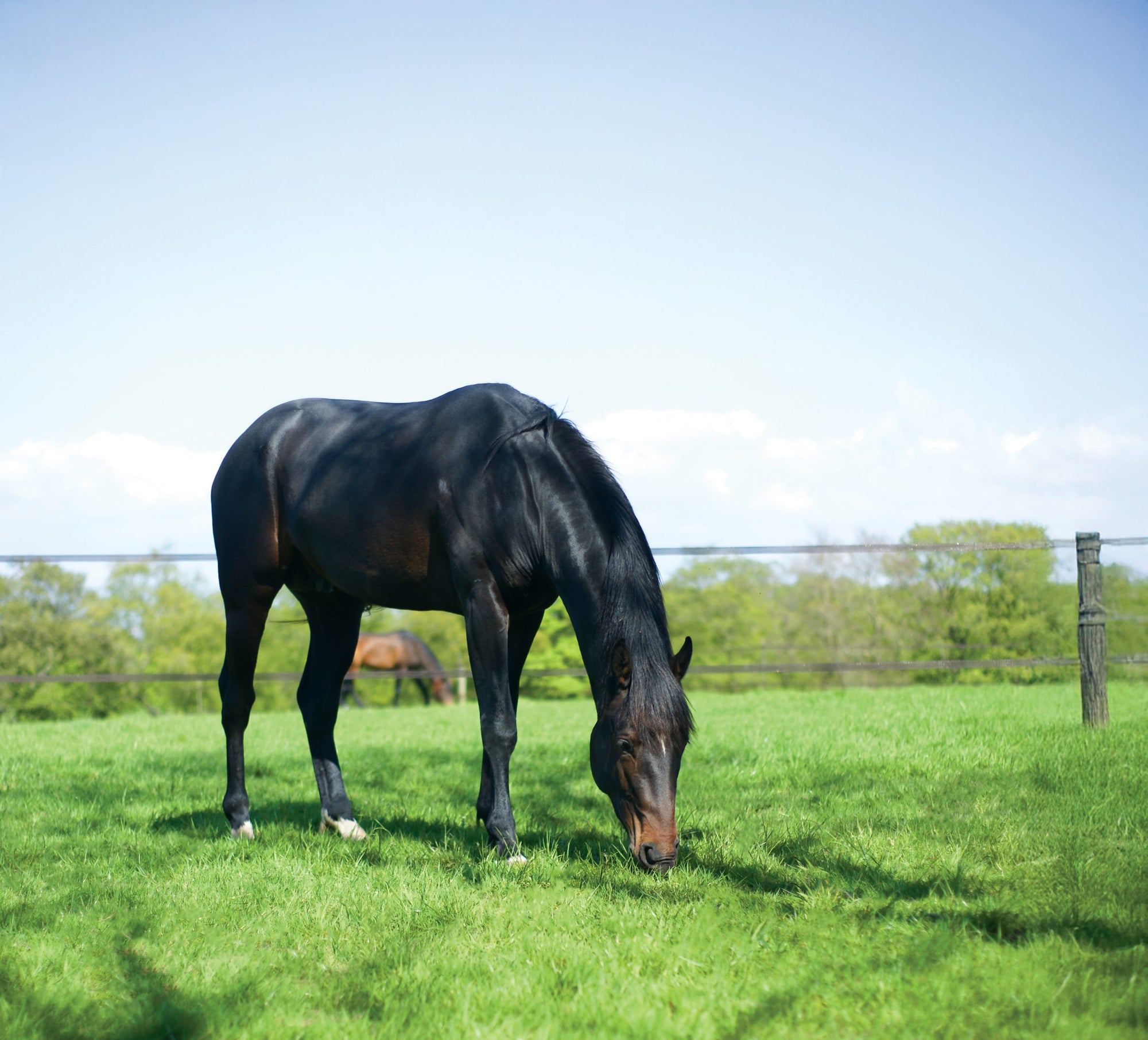 Suregrow Fertiliser – Suregrow Fertiliser Ltd 2020.