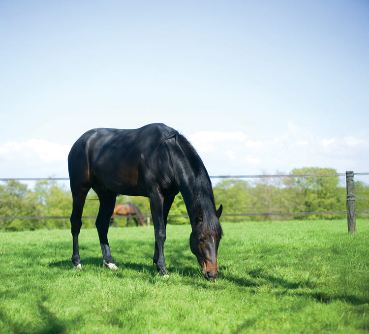 Suregrow Fertiliser – Suregrow Fertiliser Ltd 2020.